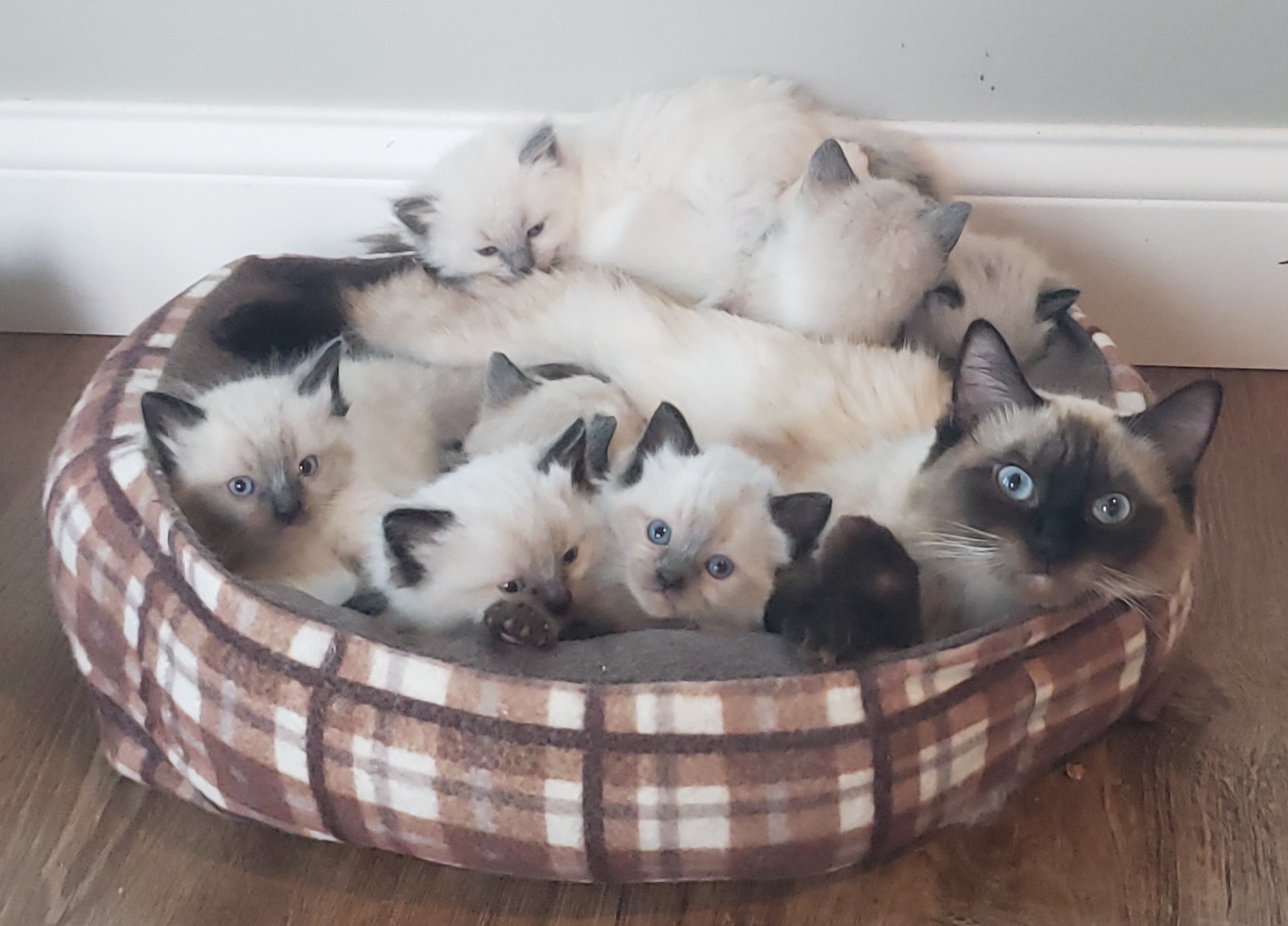 Available – SnoDen Ragdolls