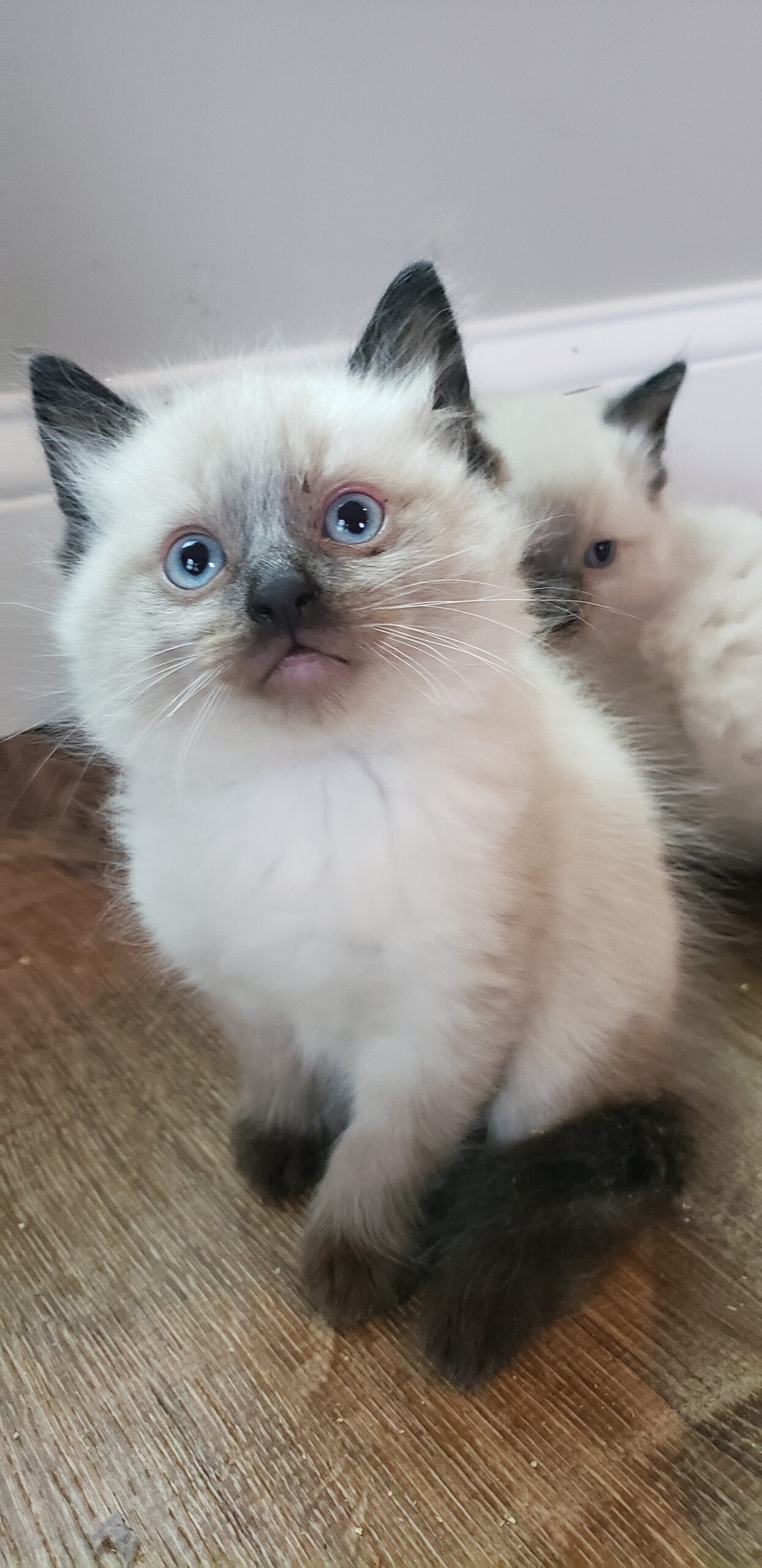 Available – SnoDen Ragdolls
