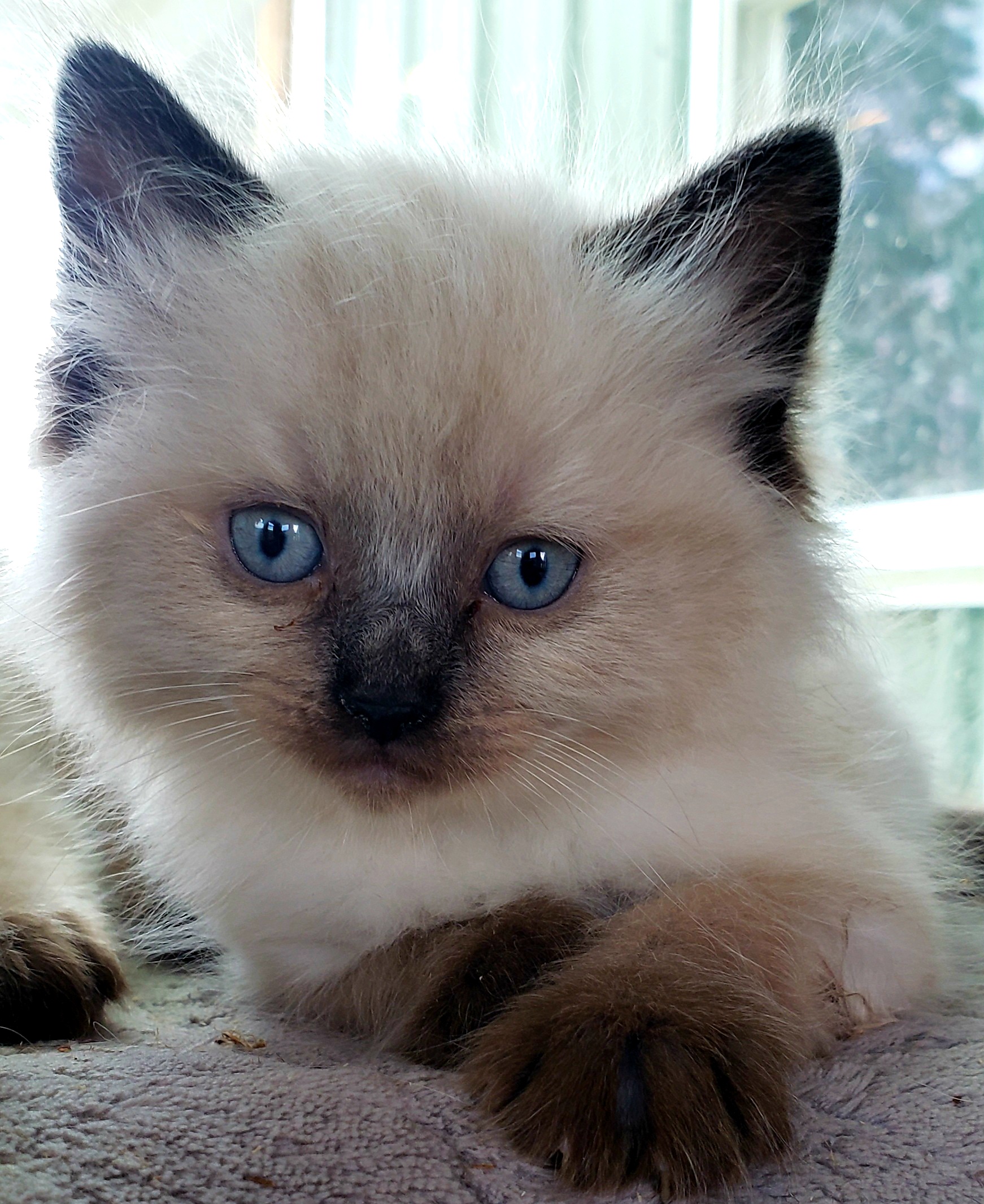 Available – SnoDen Ragdolls