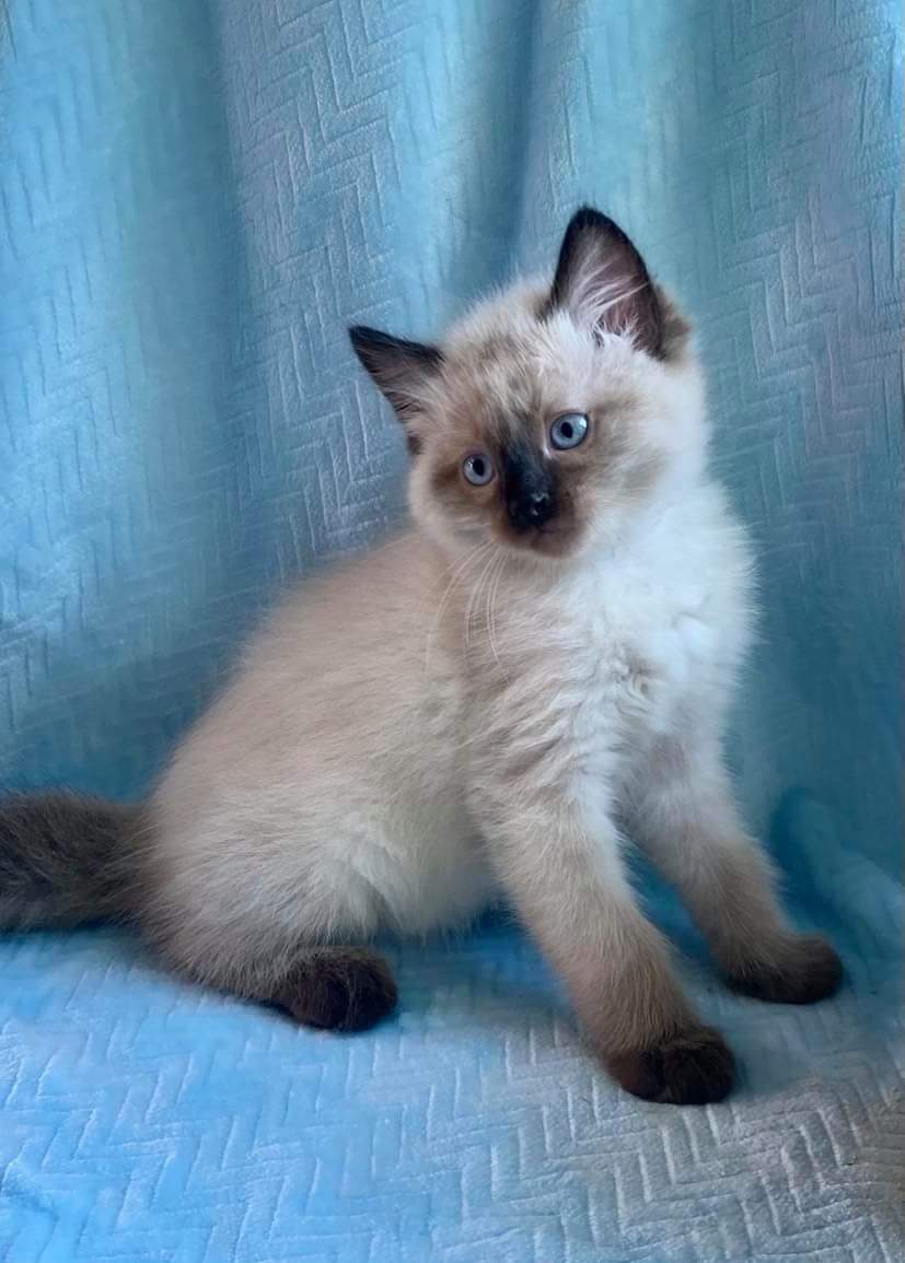 Available – SnoDen Ragdolls