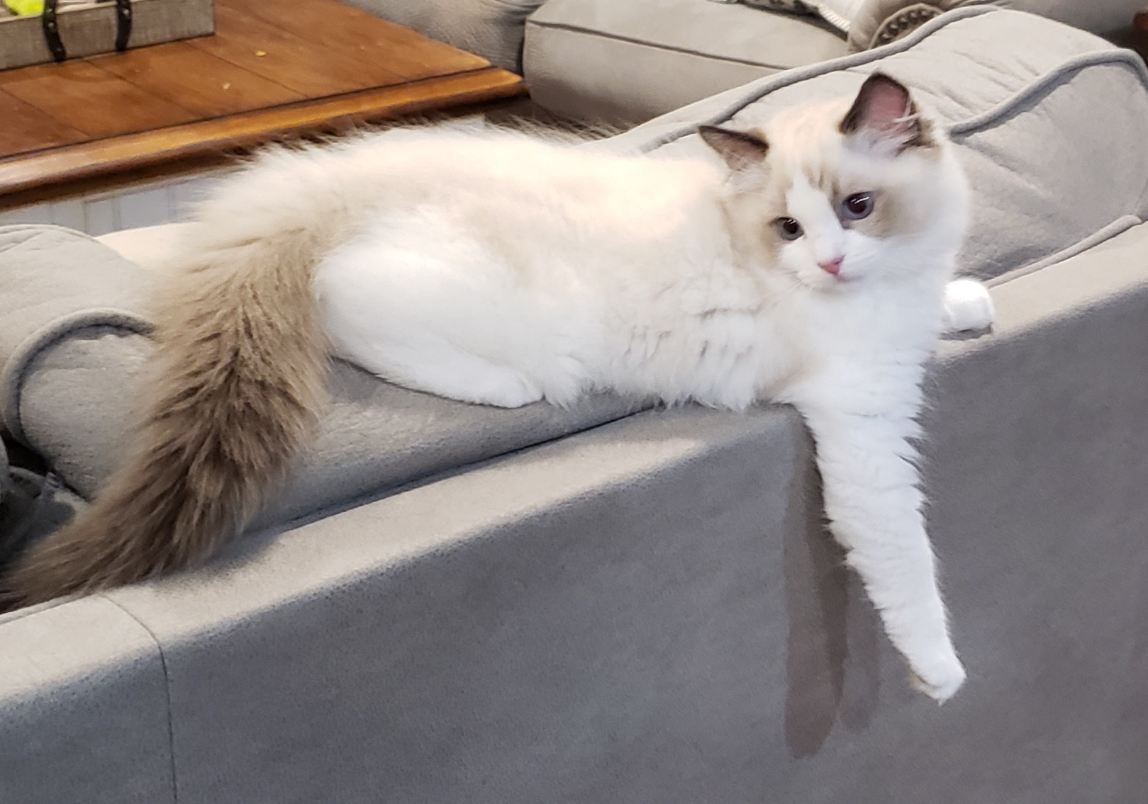 Our Ragdolls – SnoDen Ragdolls