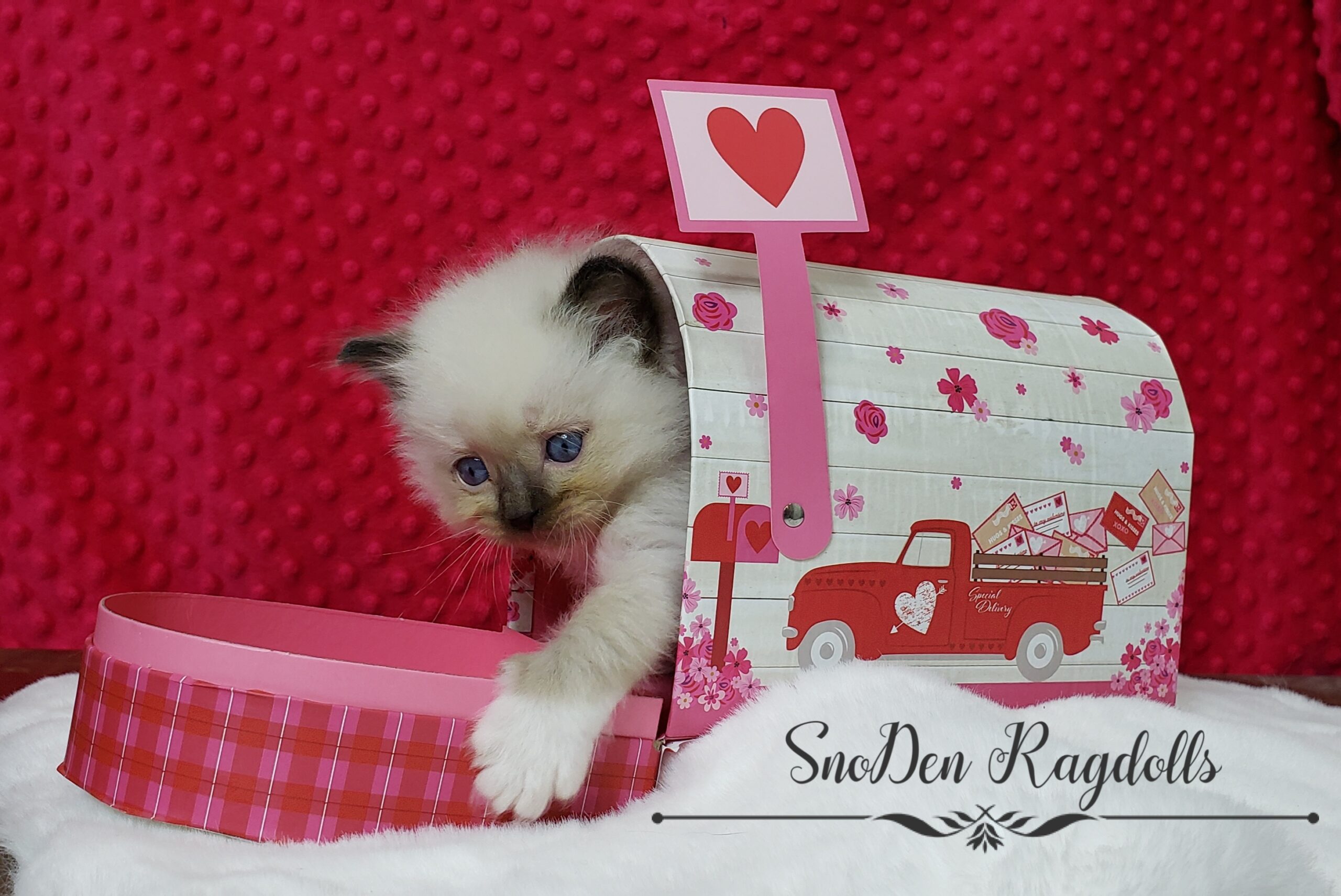 Available – SnoDen Ragdolls
