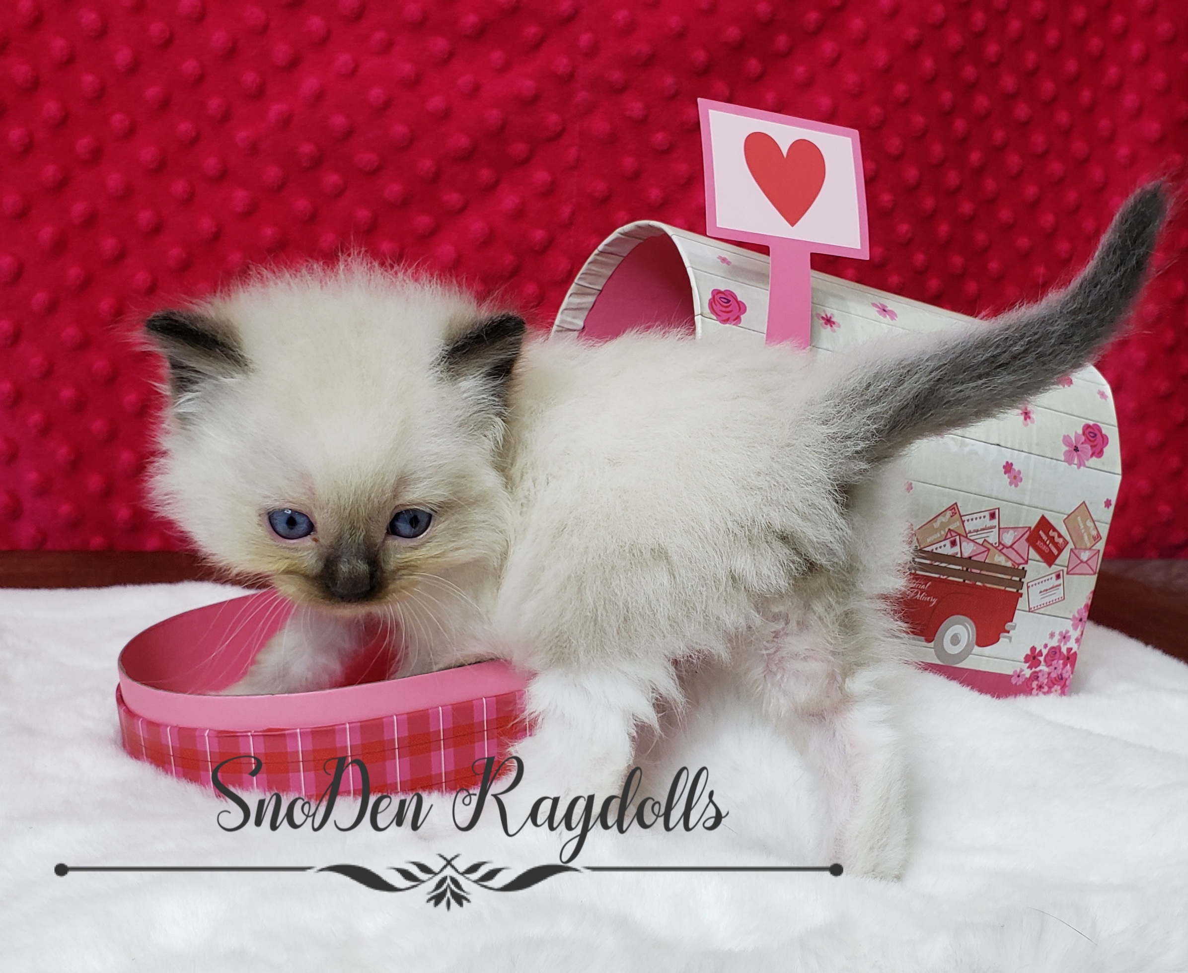 Available – SnoDen Ragdolls