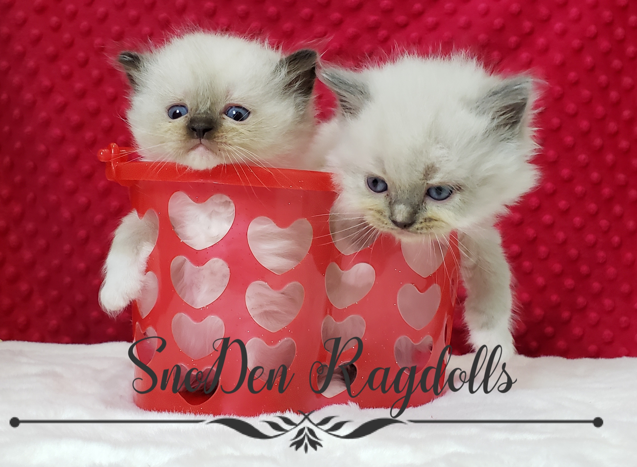 Available – SnoDen Ragdolls