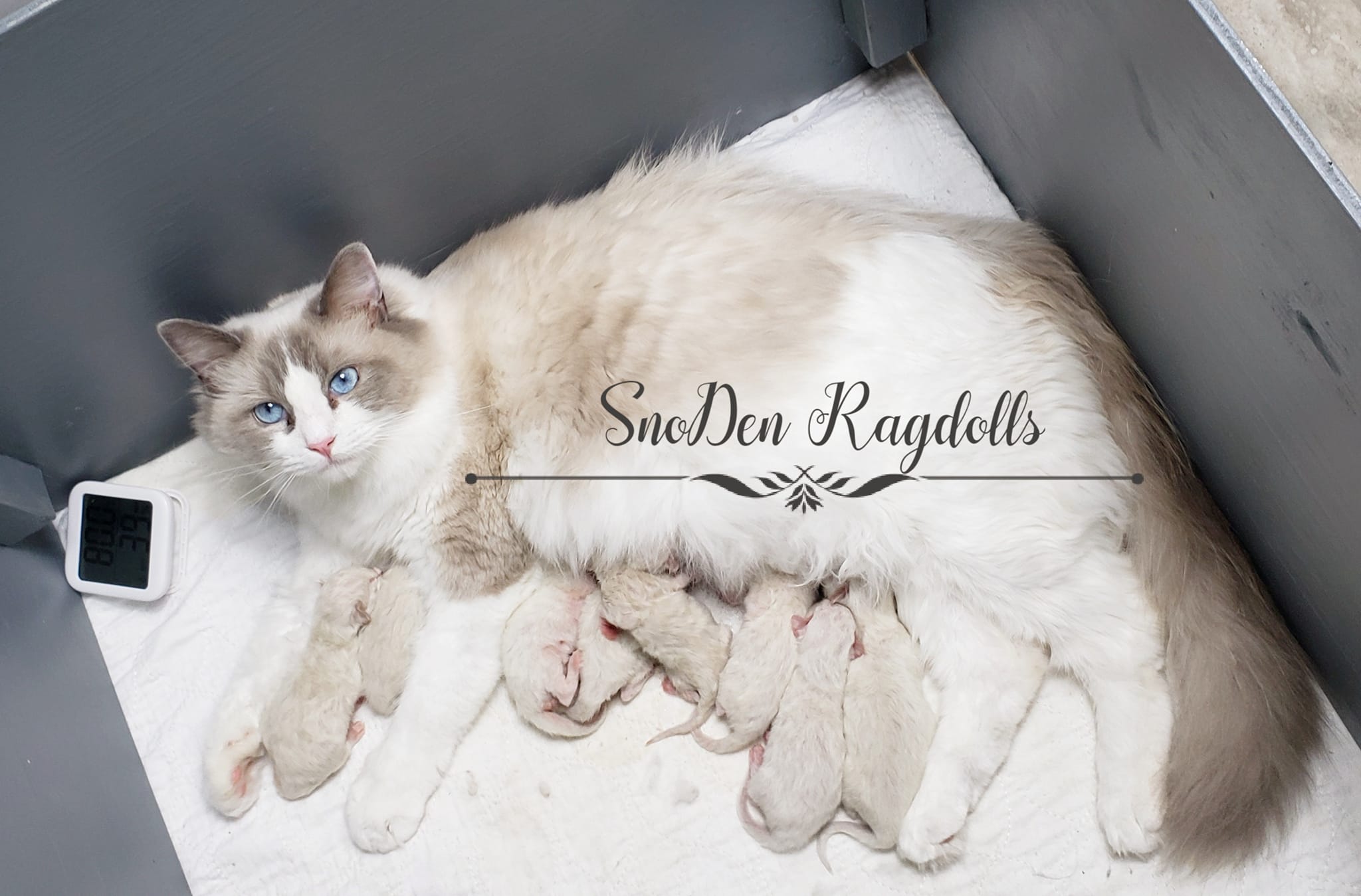 Available – SnoDen Ragdolls