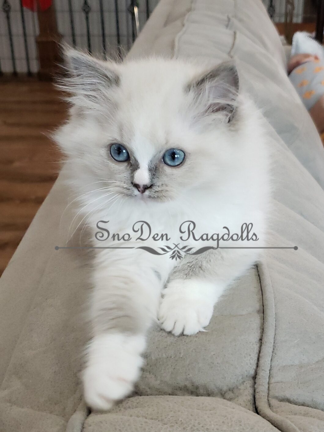 Available – SnoDen Ragdolls