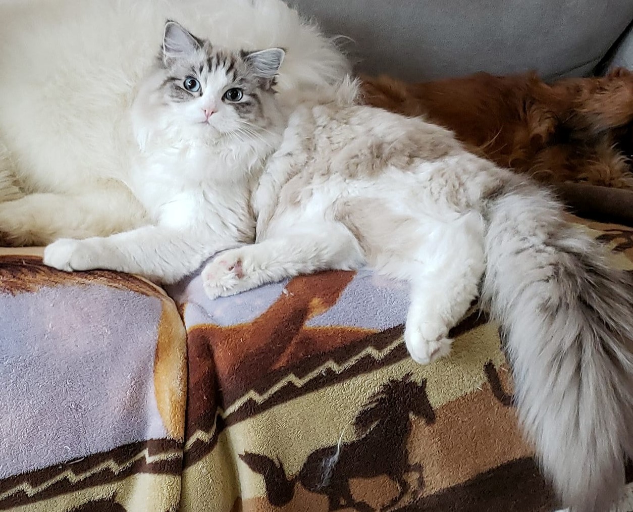 Our Ragdolls – SnoDen Ragdolls