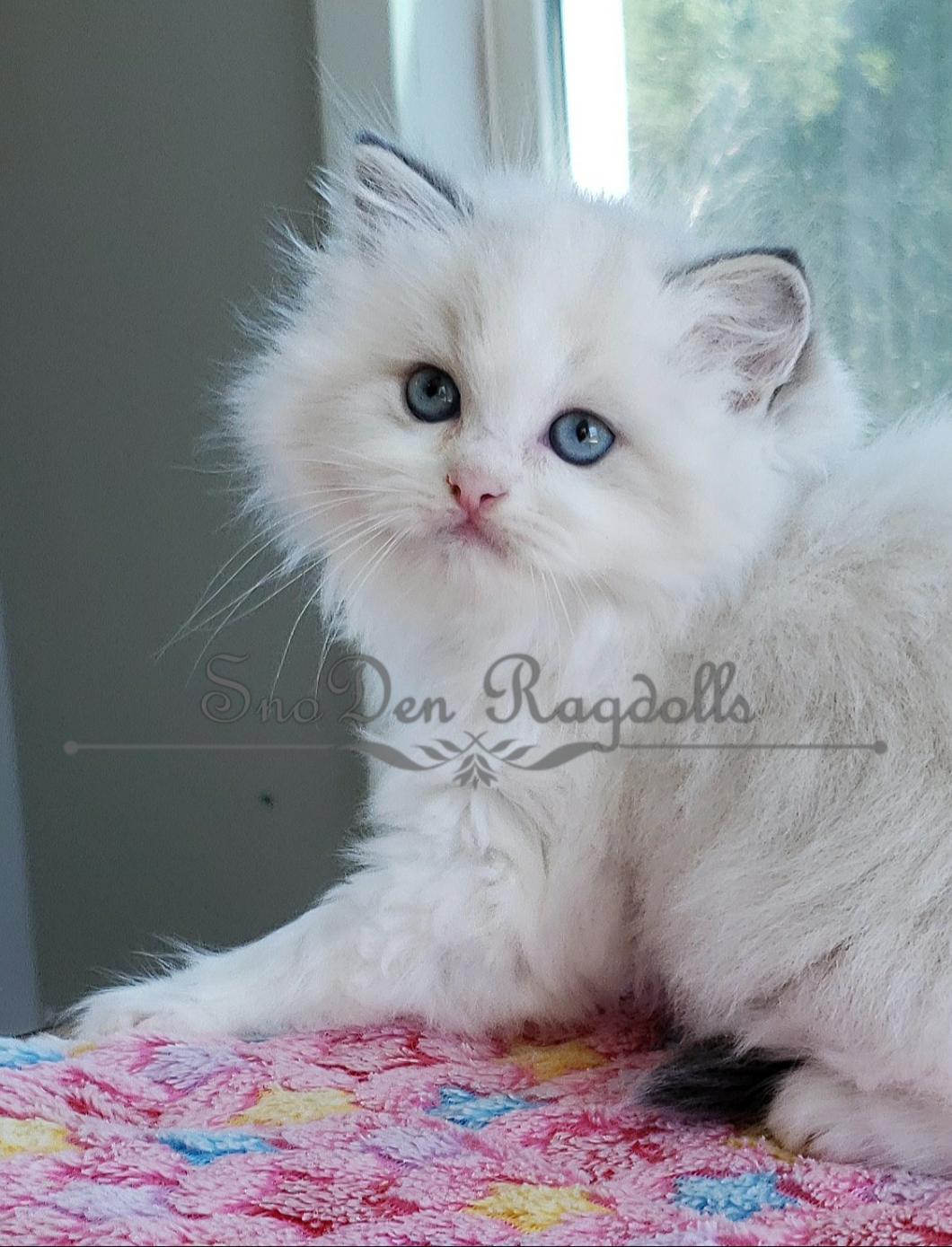 Available – SnoDen Ragdolls